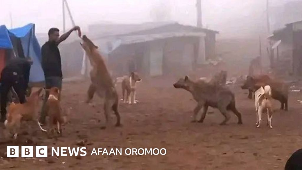 Masalaa: Magaalaa waraabessi sarootaafi nama waliin guyyaa keessa ‘shir ...