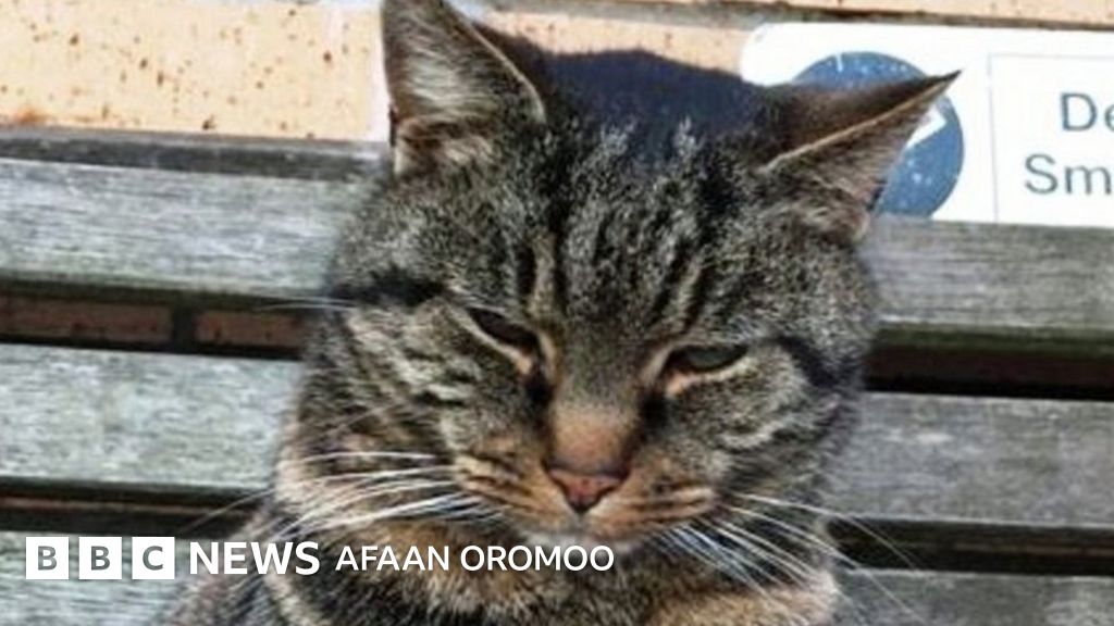 Adurreen badee ture waggaa 11 booda warrasaatti deebi’e - BBC News ...