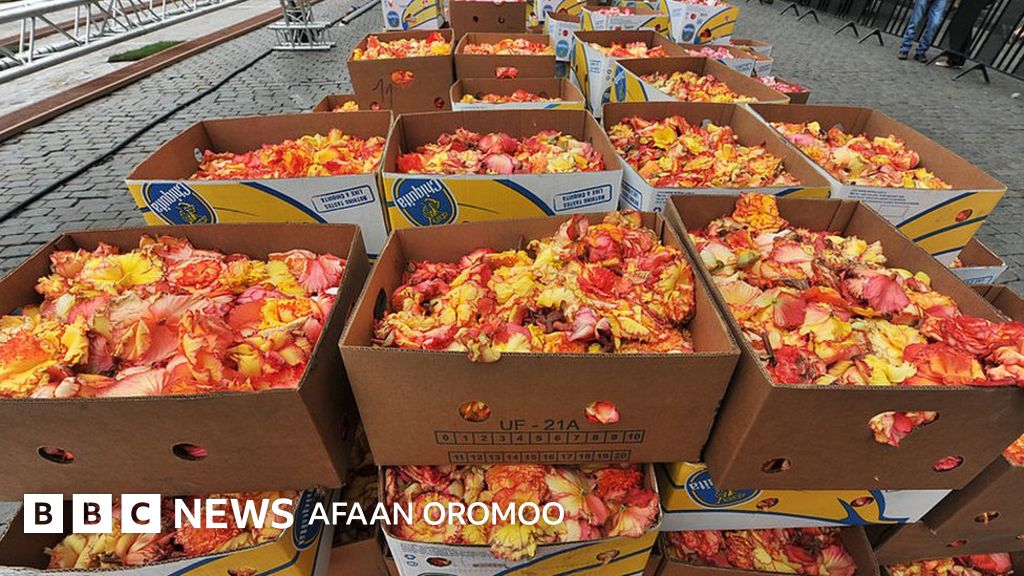 Fedhiin abaaboo Itoophiyaa gabaa Awurooppaatti deebii’e ka’aa jira ...