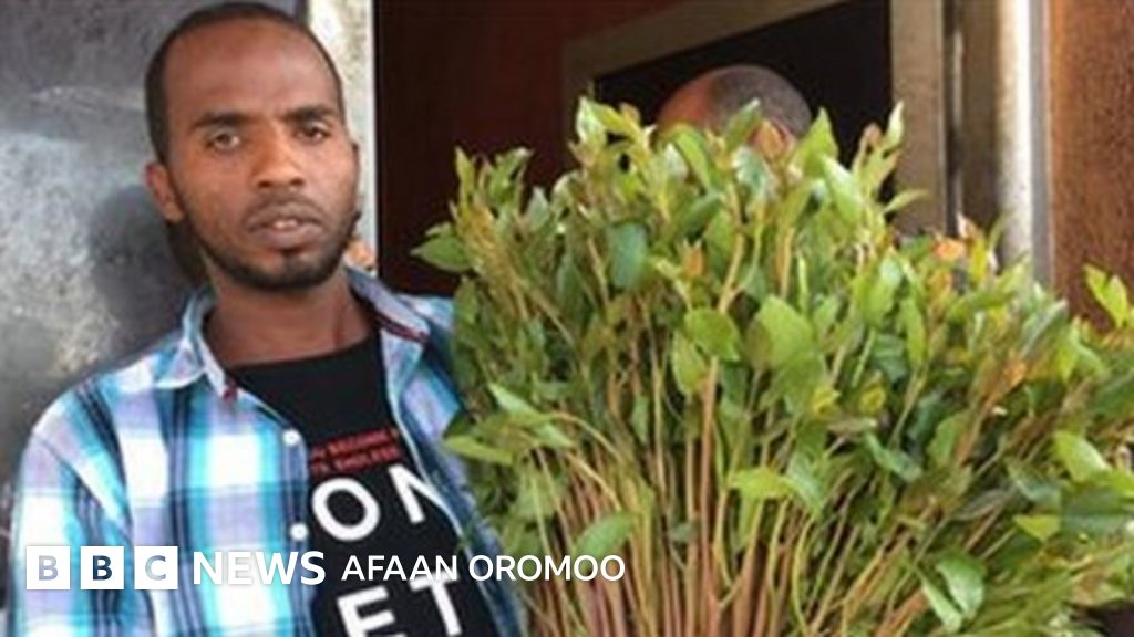 Daldala jimaa: Michooma Awwadaayi fi jimaa, hamma yaaddaniin olitti ...