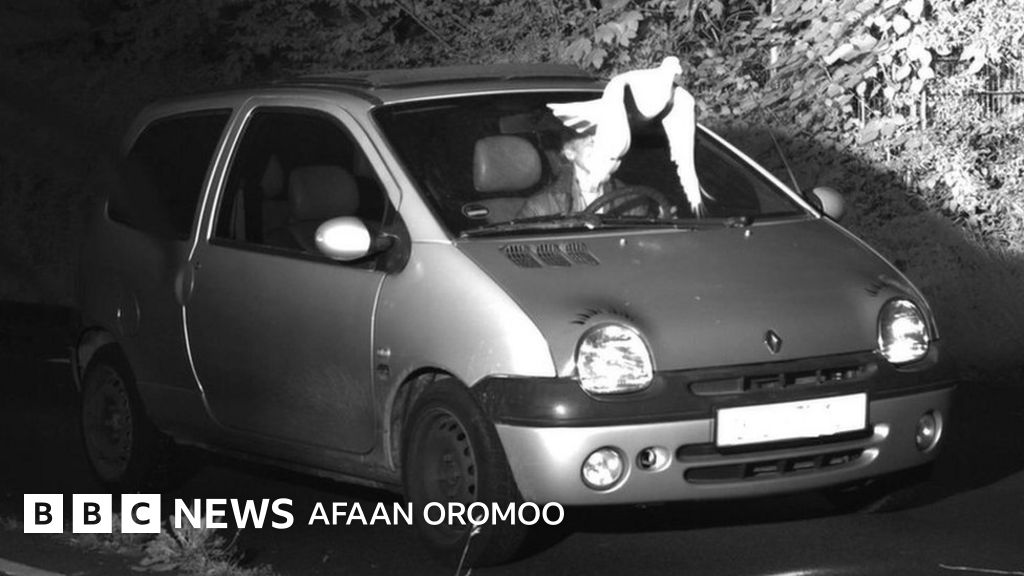 'Gugeen' shufeera ariitiin oofaa ture adabbii baraarte - BBC News Afaan ...