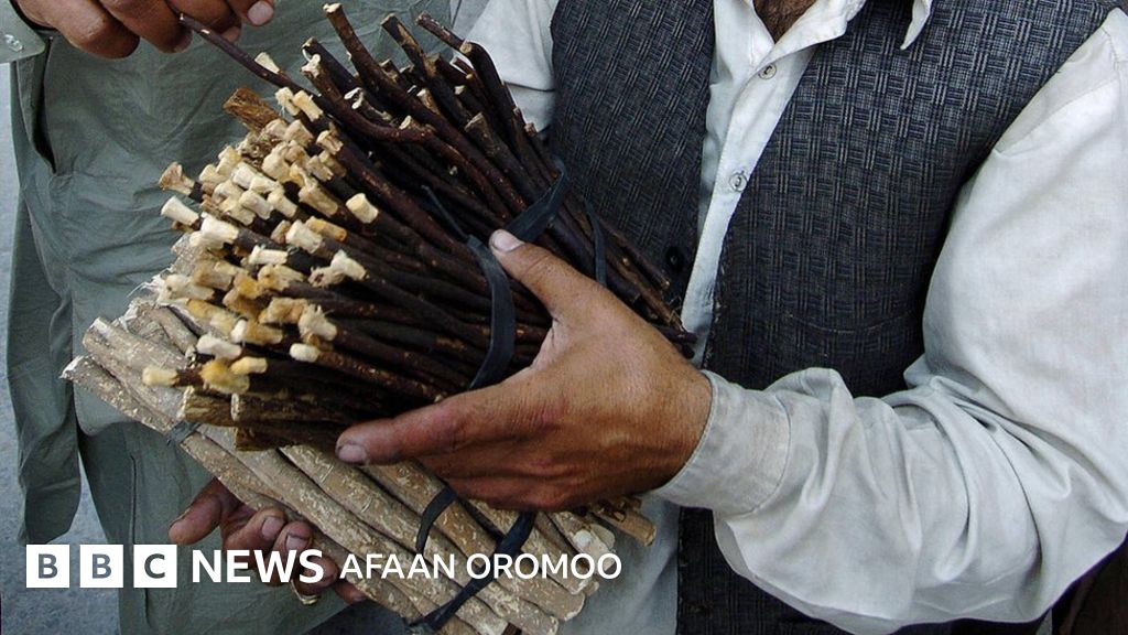 Aadaa fi fayyaa: Waa'ee rigaa wantoota shanan baruu qabdan - BBC News ...