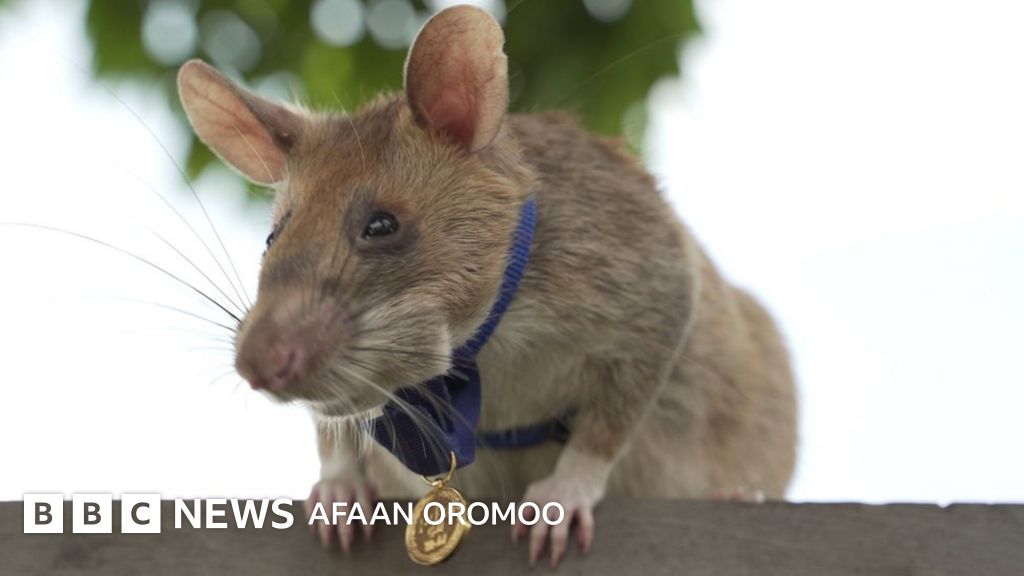 Magawa: Hantuutni boombii lafa jala awwaalame foolii fuudhuun ...