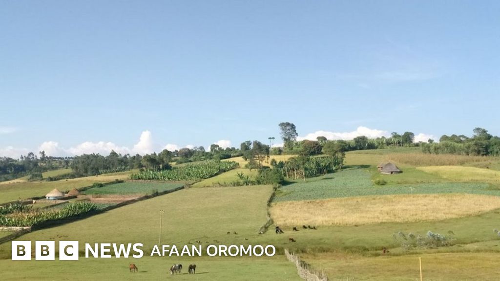 Jiraattonni Godina Gujii Lixaa qaamolee nageenyaa mootummaa komatan ...