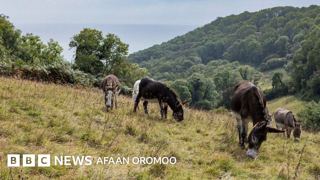 Harroota sanyiin abaaboo akka hin badneef duularra jiran - BBC News ...
