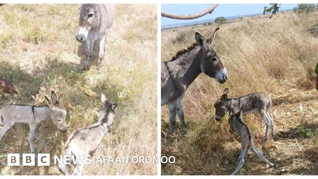 Harargee Lixaatti harreen bukurii lakkuu dhalte ‘ajaa’iba’ jedhamte ...