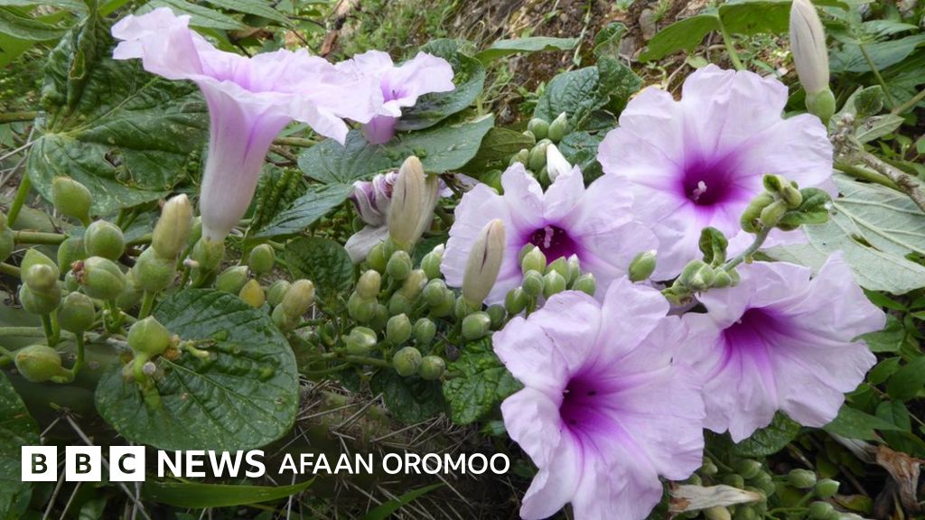 Biqiltoonni haaraan kudhan faayidaa adda addaa qaban bara kana argaman ...