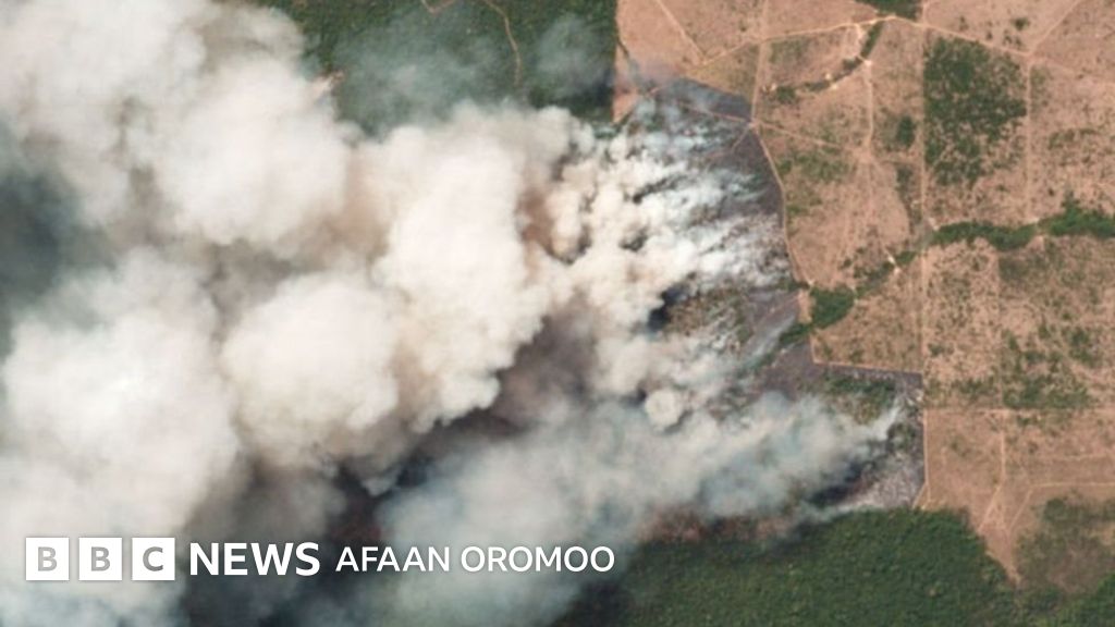 Ibidda Amaazoon: Maakroon manni keenya gubachaa jira jechuun ...