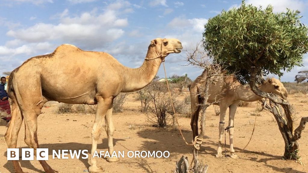 Oromoo Ormaa: ''Yeroon Oromoon itti tokkoomu gaheera'' - BBC News Afaan ...
