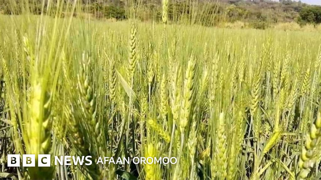 Diinagdee Itoophiyaa: Omisha qamadii waqtii bonaa Itoophiyaan ...