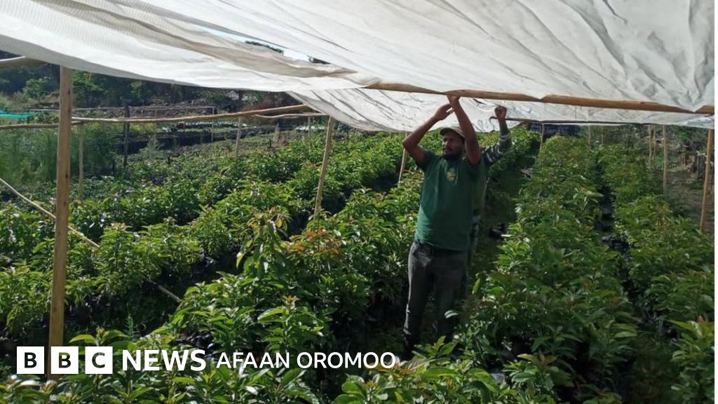 Qonnaan bulaa qonna magaalaan jireenya warra magaalaa jijjiiruuf dhama ...