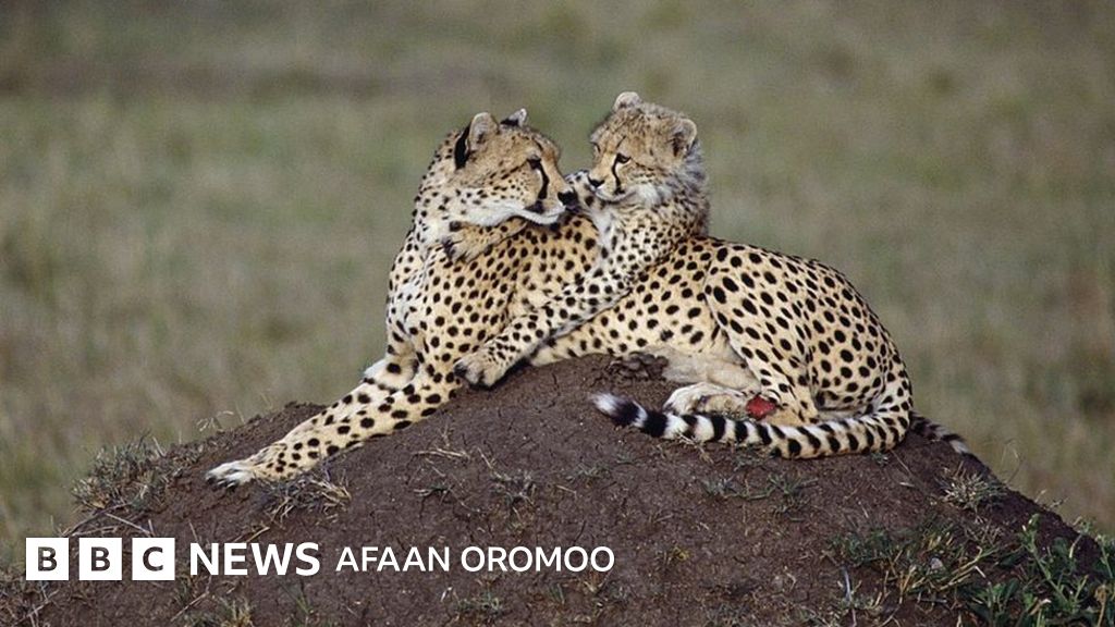 Bineensota bosonaa Itoophiyaa: Saawudiin daddabarsitoota hamaaketa ...