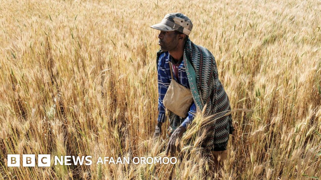 Itoophiyaa biyyi miiliyoonoti deeggarsa barbaadan akkamiin qamadii ...