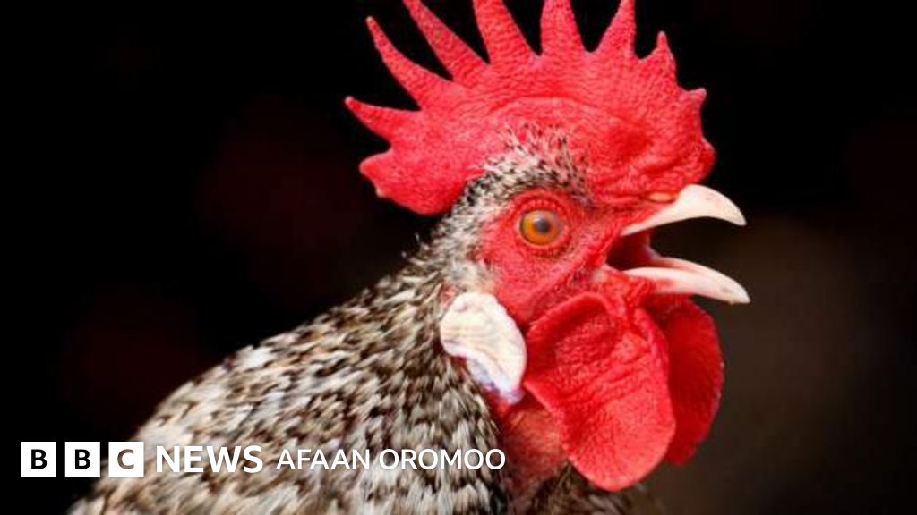 Kormaan lukkuu mana-murtiitti himatame duuti itti murtaa'e - BBC News ...