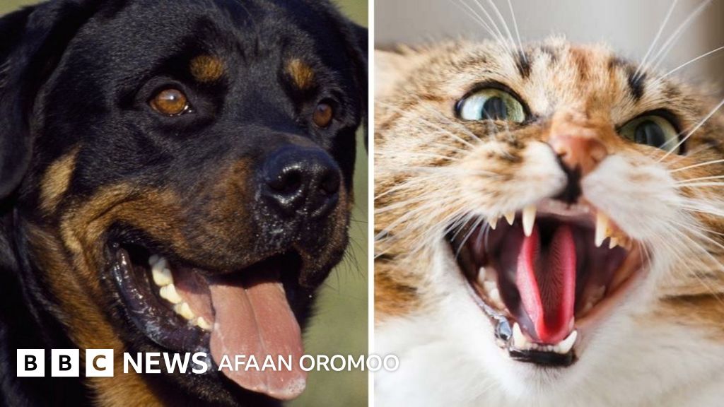 Hawaasa Gaanaa foon saree fi adurree soorachuun beekaman - BBC News ...