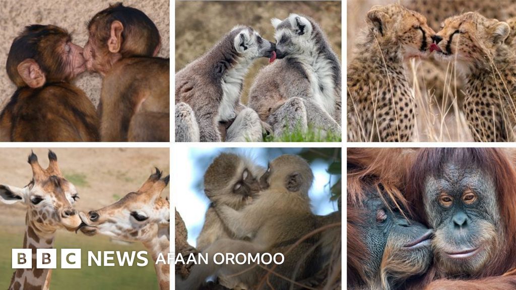 Dhungoon erga jalqabee waggaa miiliyoona 21 lakkoofsiseera jedhan ...