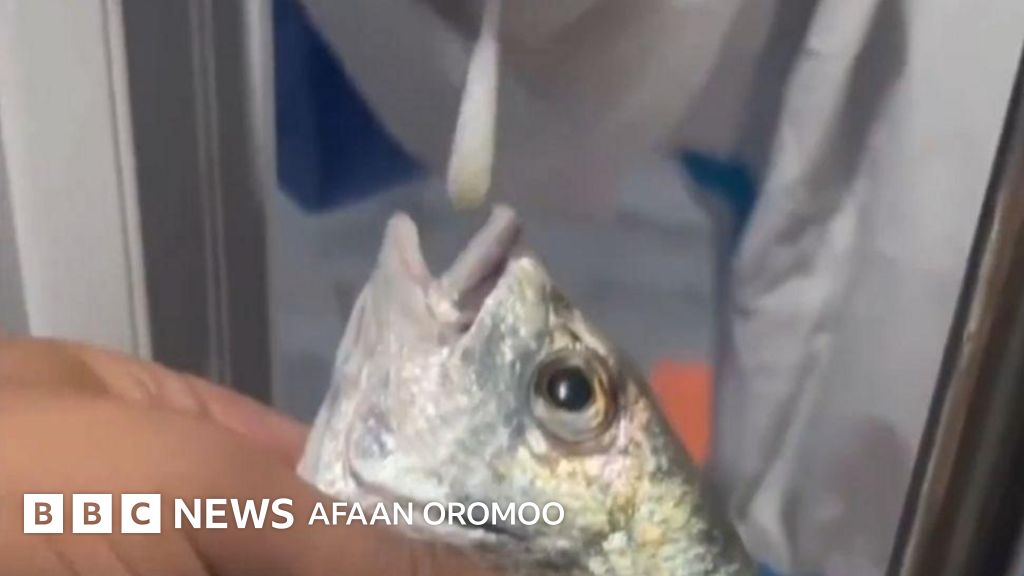 Qurxummiin galaanaa yoo baafamu qorannoon Covid-19 taasifamuuf jalqabe ...