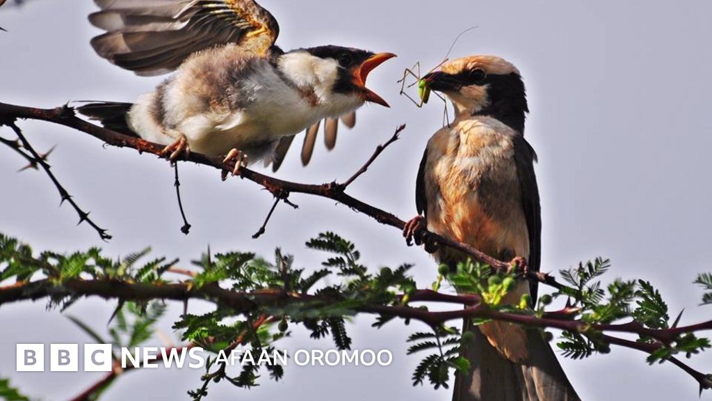 Qabeenyi bineensa bosonaa Itoophiyaa malirra jira? - BBC News Afaan Oromoo
