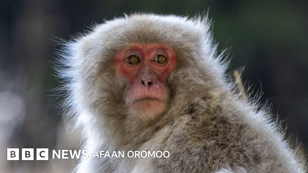 Qamaleen Jappaanitti jiraattota shororkeesse qabamee ajjeefame - BBC ...