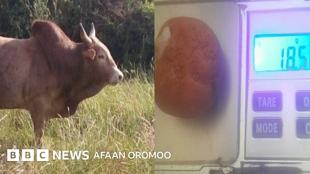 Hadhooftuu horii keessaa bahee gatii guddaa wanti baasu warqiidhaa ...