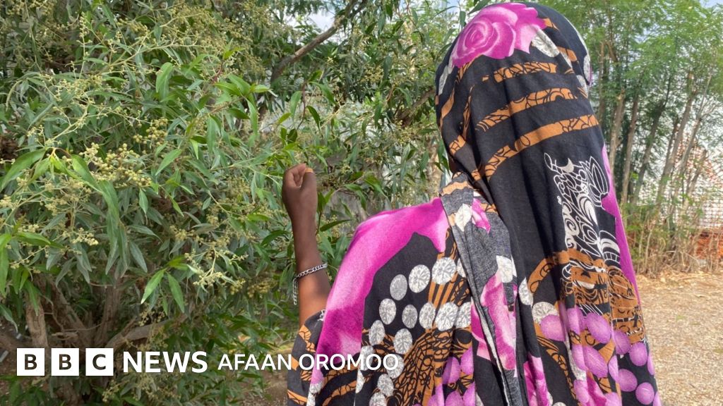 Imala, mudannoofi rakkoo shamarran Oromoo godaanun Jibuutiitti ...