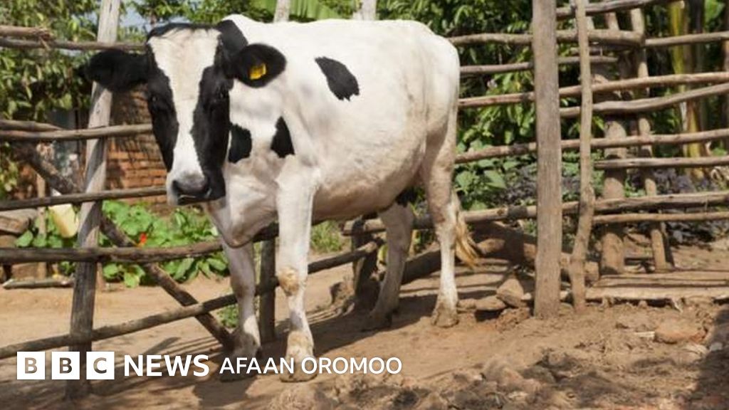 Saawwan Ugaandaa waraqaa ragaa dhalootaa argachuuf - BBC News Afaan Oromoo