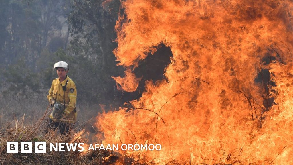 Ibidda bosana Awustiraaliyaa: Manneen hedduu barbaadaa'aniiru - BBC ...