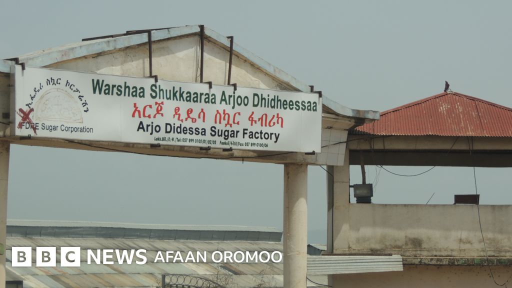 'Hidhattoonni warshaa sukkaaraa Arjoo Dhidheessaatti konkolaattota guban' - BBC News Afaan Oromoo