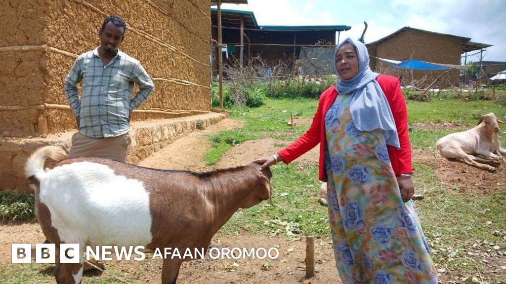 Itoophiyaatti re’een 'ajaa'ibaa' tokko Birrii 98,000n gurgurame - BBC ...