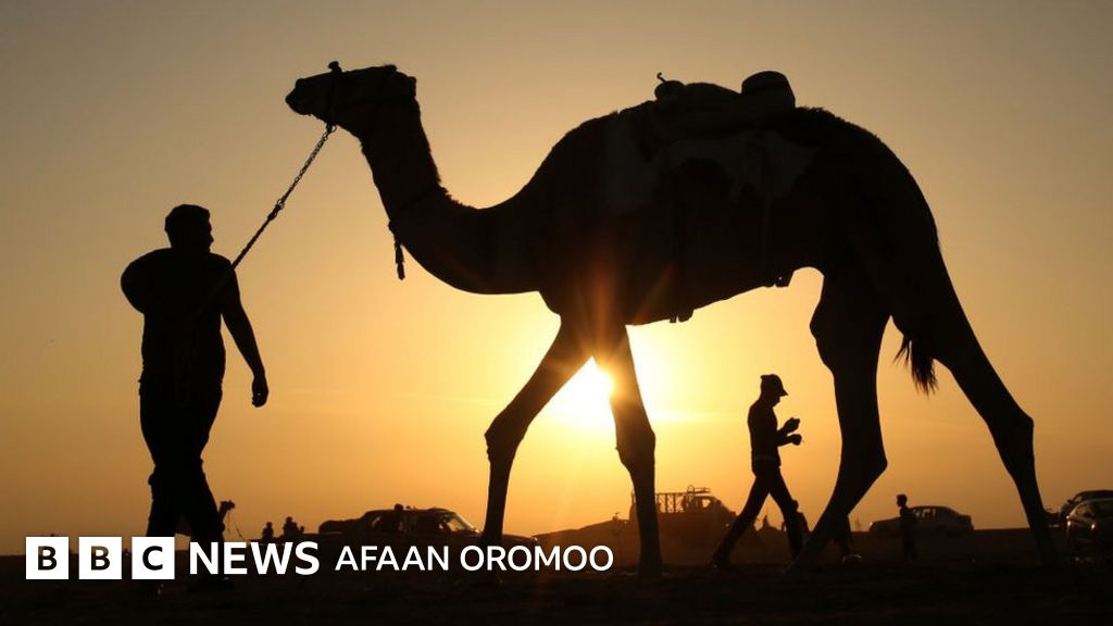 Afoola Oromoo: Mammaaksa Oromoo guyya guyyaan - BBC News Afaan Oromoo