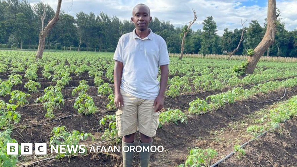 Hanqina xaa'oo qonnaan bultoota Afrikaaf wal'aansoo guddaa tahe - BBC ...