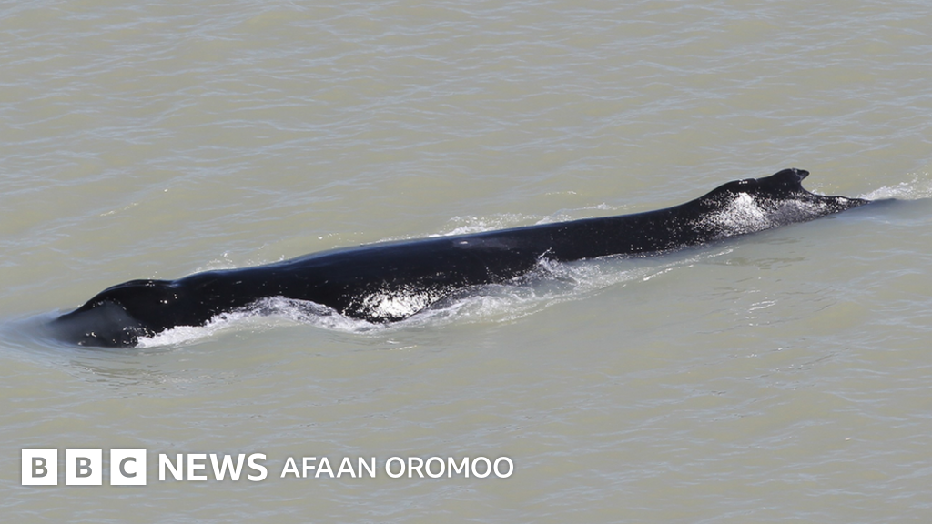Awustiraaliyaatti gosti qurxummii 'whales' karaa dogoggoruun laga ...