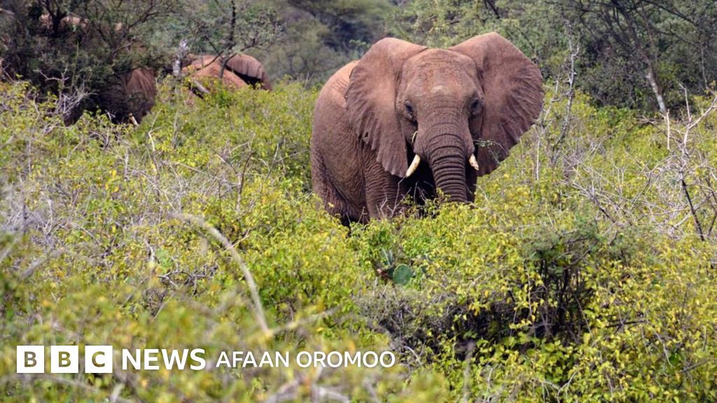 Dahoo Arbaa Baabbilee irraa lafti kutamee qonnaaf kennamuun mufii kaase ...