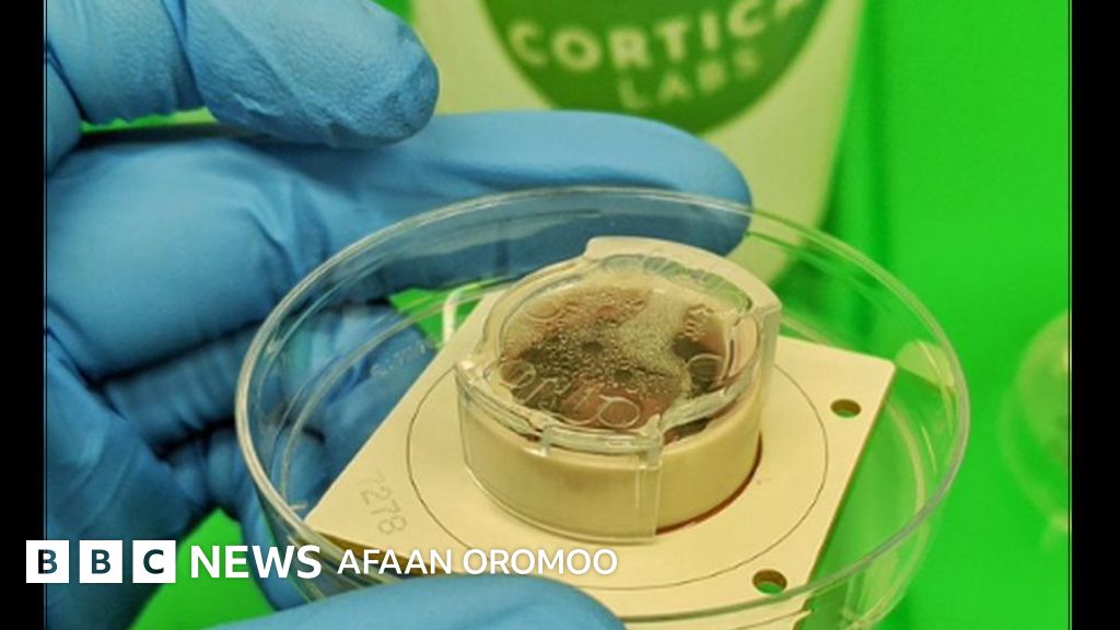 Seeliin sammuu laaboraatorii keessatti tolchame geemii viidiyoo ...