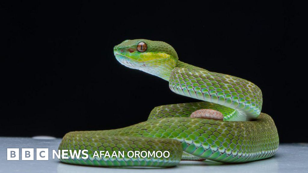 Saayintistoonni waa'ee qaama saalaa bofa dhaltuu gaaffii waggootaaf ...