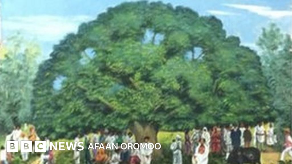 Aadaa: Odaan Oromoo biratti hiika maalii qaba? - BBC News Afaan Oromoo