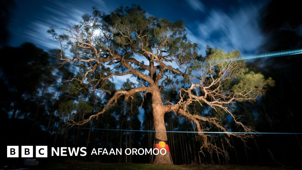 Muka Djab Wurrung: Mukti kabajamaa Aborijinaalotaa manca'uun dheekkamsa ...