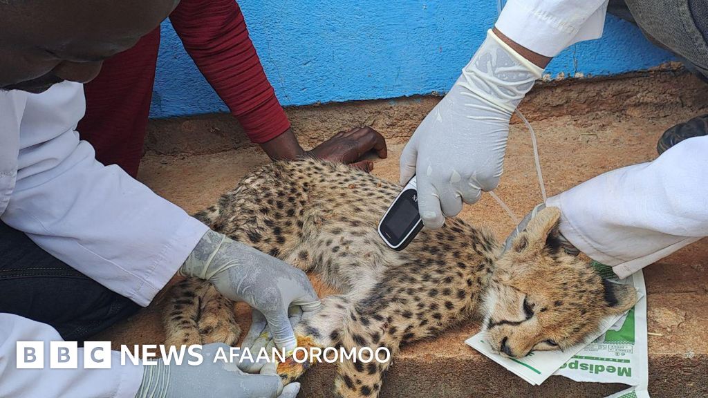 Bineensota: Booranatti ogeessonni yaalaa gulukoosiin 'qeerransa du'a ...