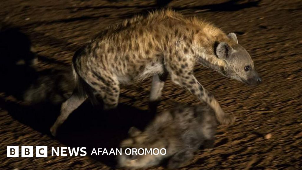'Haati osoo sa'a elmituu waraabessi daa'ima butee galaafate' - Abbaa ...