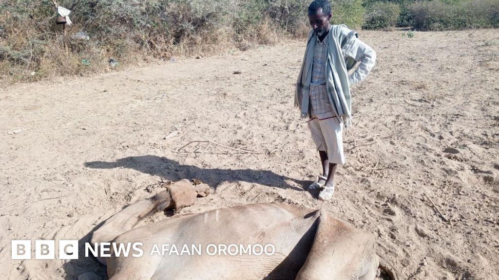 Dhukkubni maalummaansaa hin beekamneefi gaala Karrayyuu ajjeesaa jiru ...