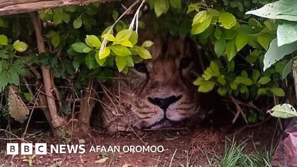 Keeniyaatti fakkiin leencaa borsaarra jiru uummata ganda tokkoo akkaan ...