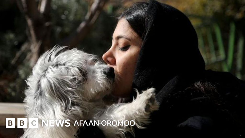 Biyya saree qabaachuun hidhaa nama buusuu malu beektuu? - BBC News ...