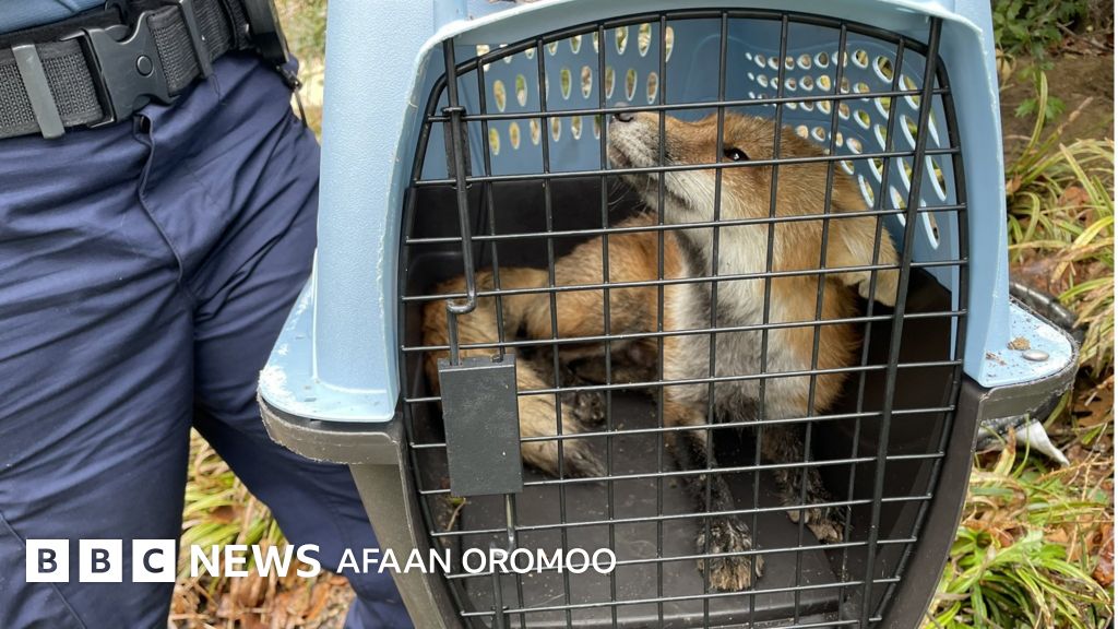 Ameerikaa Kaappitol Hill keessa jeedalli maraattuun namoota sagal ...