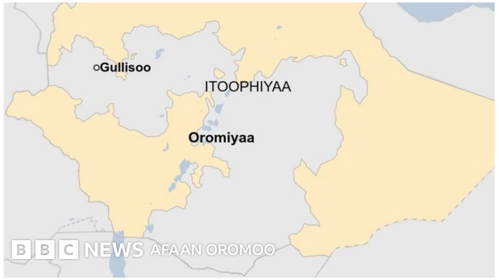 Wanta Wallagga Lixaa aanaa Gullisootti ta'e aanga'aafi warra ijaan ...