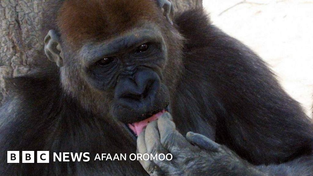 Jaldeessi birrii walakkaa miliyoonaa ol nyaate qoratamaa jira - BBC ...
