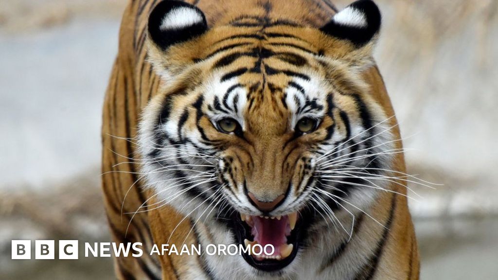 Adamsituun qeerransa 70 ajjeesuun shakkamu barbaacha waggaa 20 booda ...