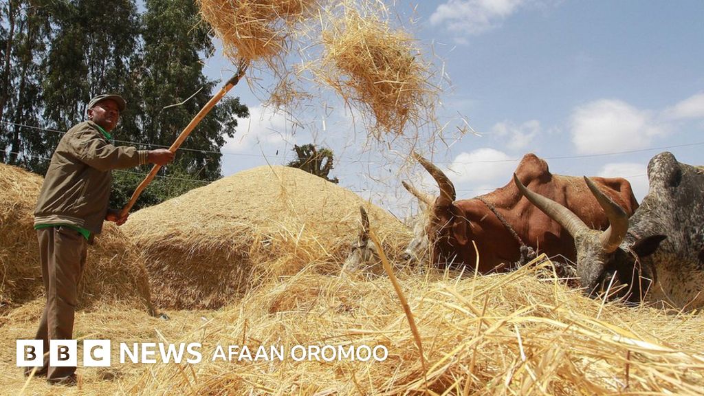 Xaafii abbaatti deebisuuf qabsoo eegalame - BBC News Afaan Oromoo