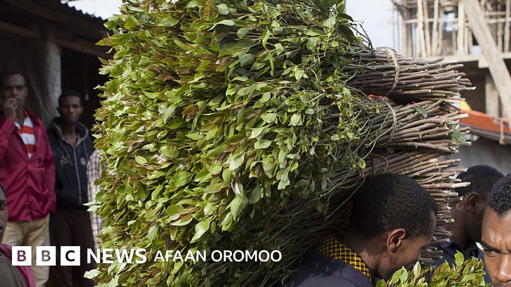 Dr Zarihuun Mahaammad: Jimaa dhorkuun gonkumaa waan danda'amu miti ...