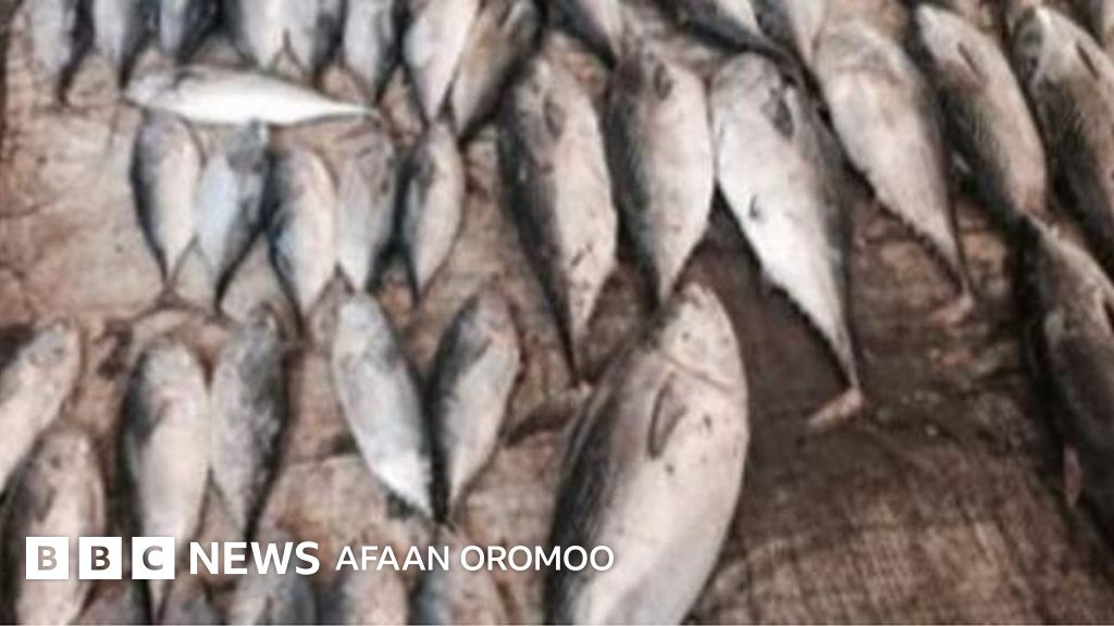 Somaaliyaan hayyama qurxummii qabuu Chaayinaaf kennite - BBC News Afaan ...