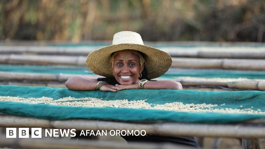 Shamarree gabaa bunaa Oromiyaa teeknolijiidhaan guddisuuf hojjechaa ...